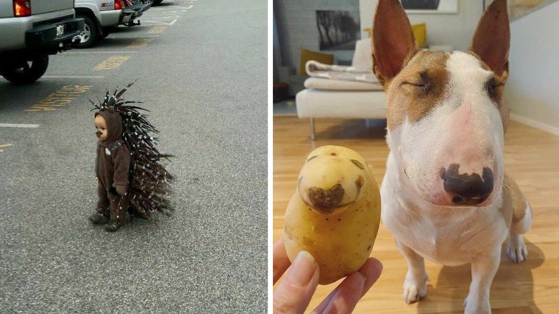 The 15 Best Photos Of The Month On Reddit's 'Aww' | Know Your Meme