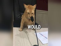 What's Going On In This Picture From Japanese Parliament? The Much ...