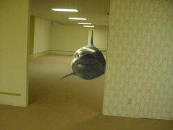 Shark In The Woods: Image Gallery (List View) (List View) | Know Your Meme